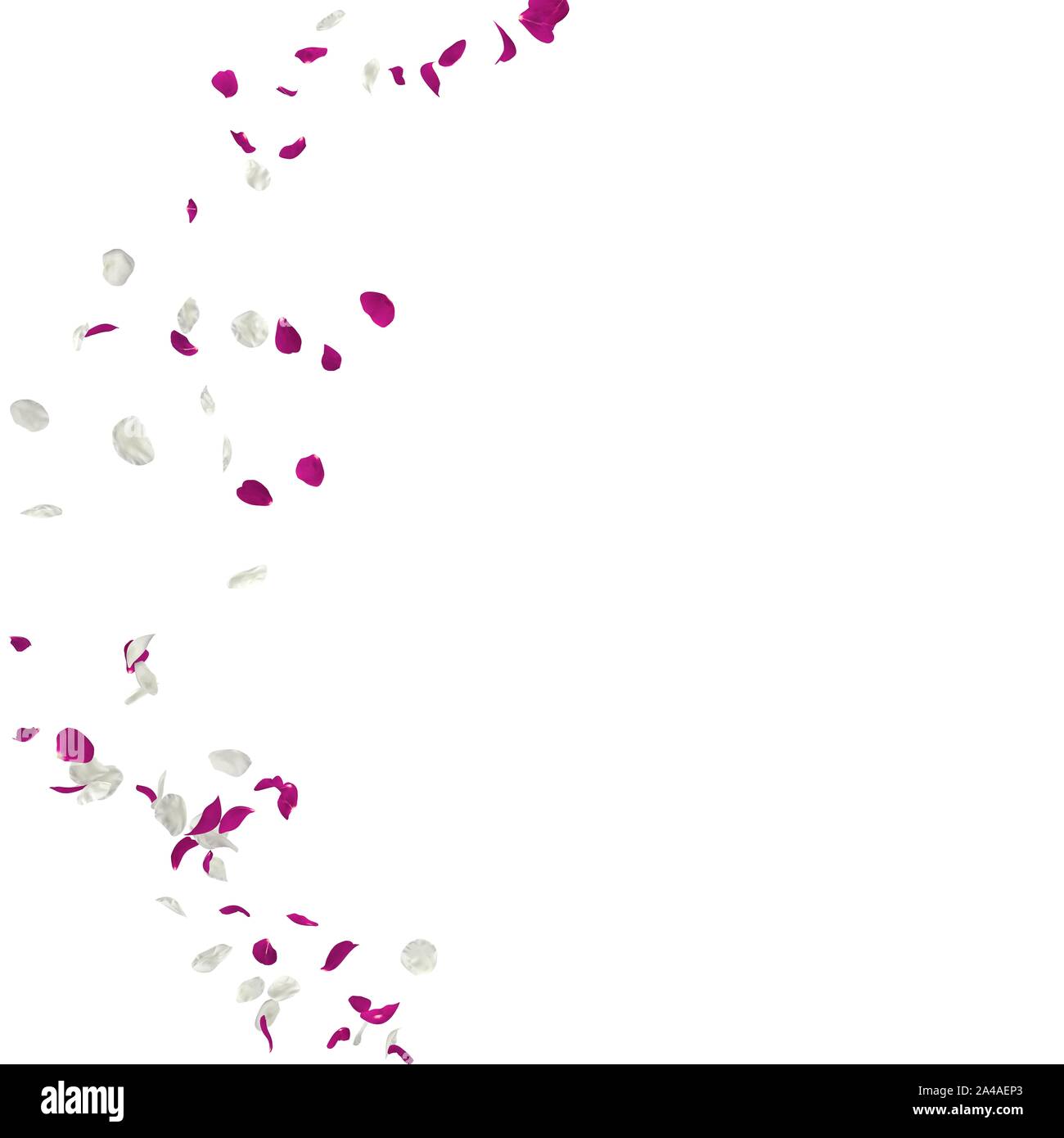 Purple and white rose petals fly in the air. Isolated white background ...