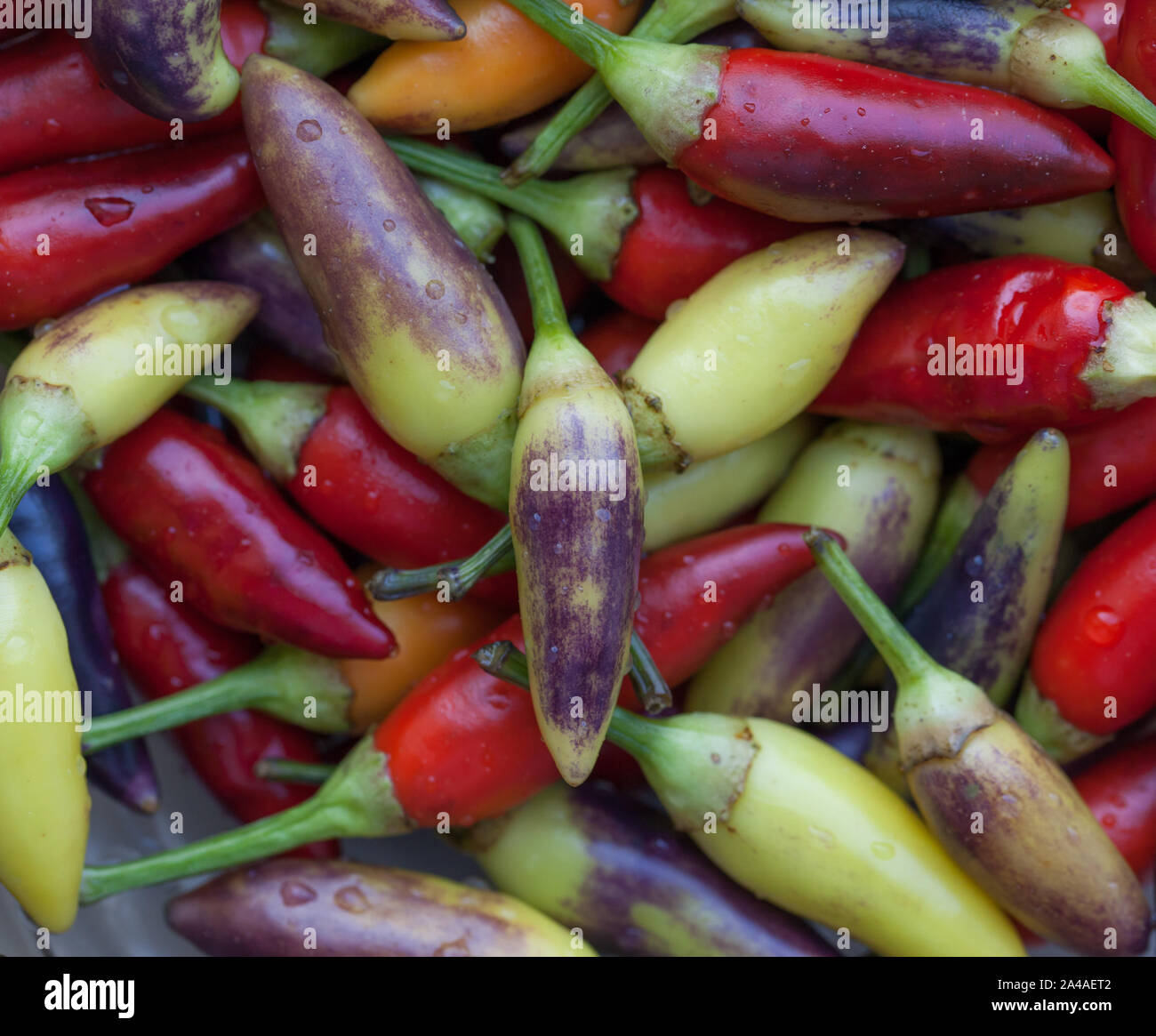 Chilli heat scale hi-res stock photography and images - Alamy