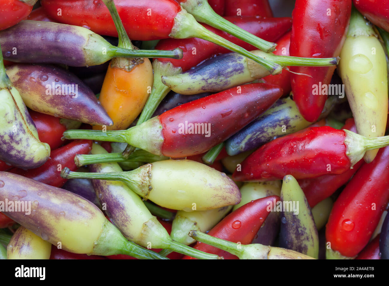 Multicolored hot chili pepper in macro scale Stock Photo - Alamy