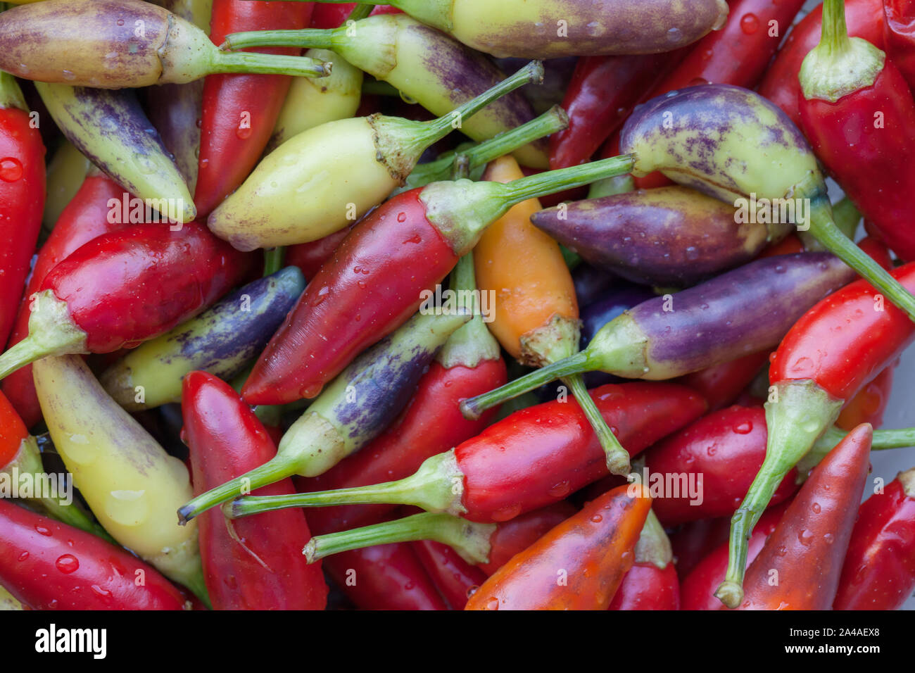 Multicolored hot chili pepper in macro scale Stock Photo - Alamy