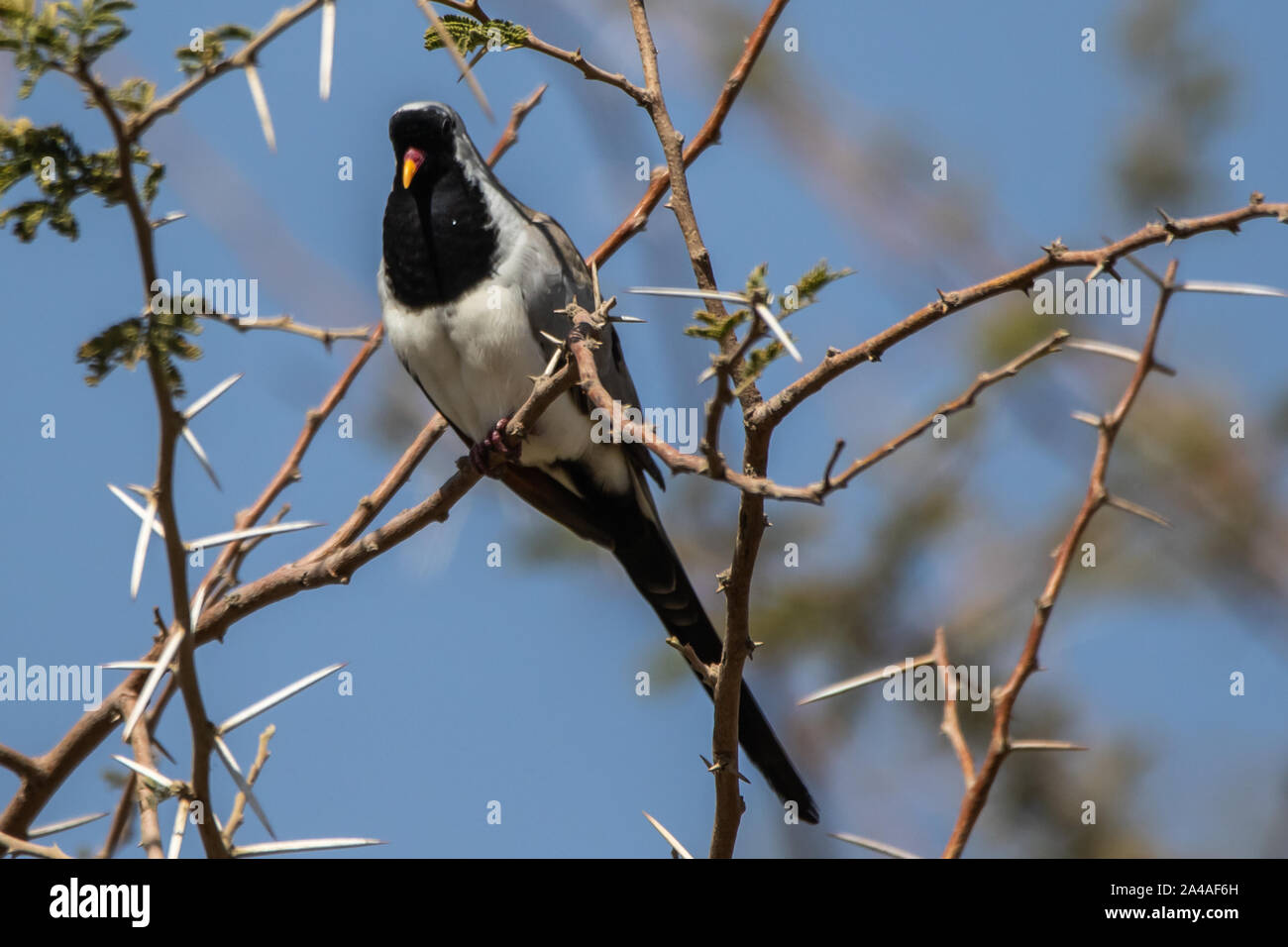 Namaqua dove hi-res stock photography and images - Alamy