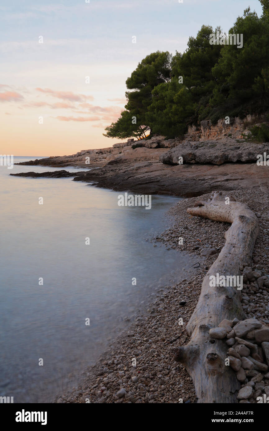 tree trunk in pula, croatia Stock Photo - Alamy