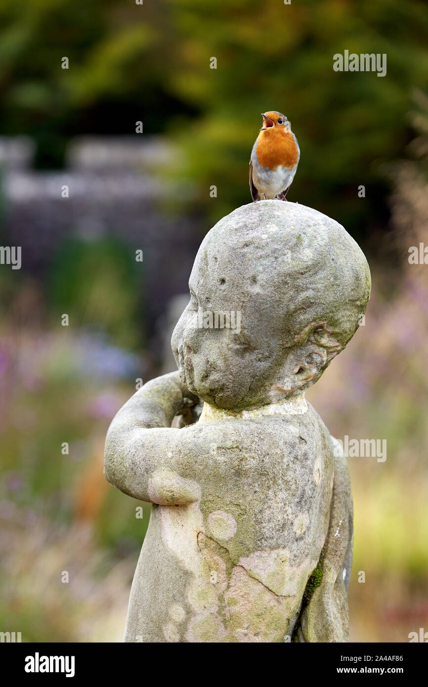 A singing robin perched on the head of a statue in the grounds of St ...