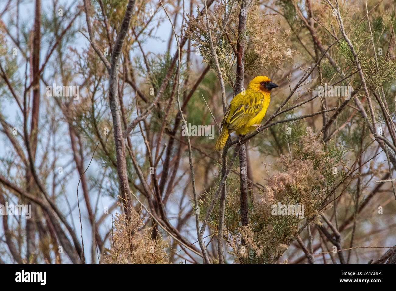 Saudi birdlife hi-res stock photography and images - Alamy