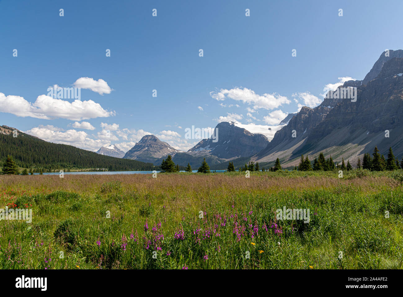 Banff national park flowers hi-res stock photography and images - Alamy