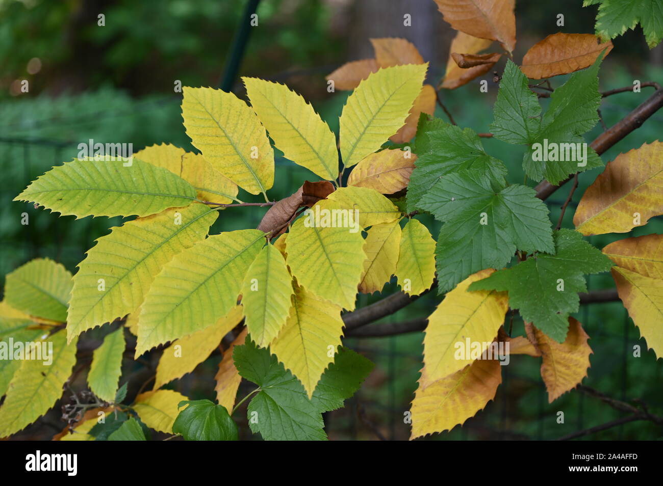 Leave changing colors hi-res stock photography and images - Alamy