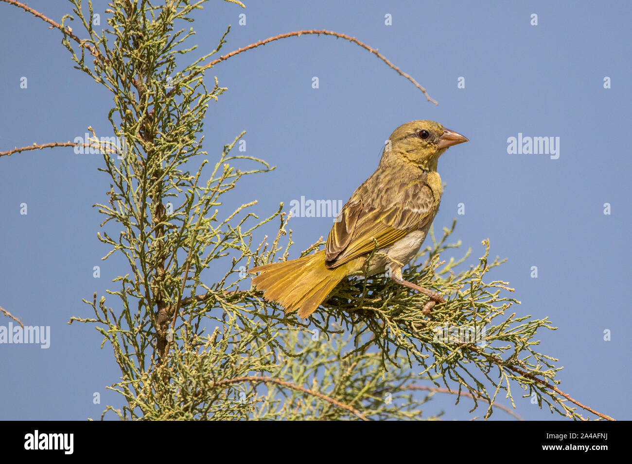Saudi birdlife hi-res stock photography and images - Alamy