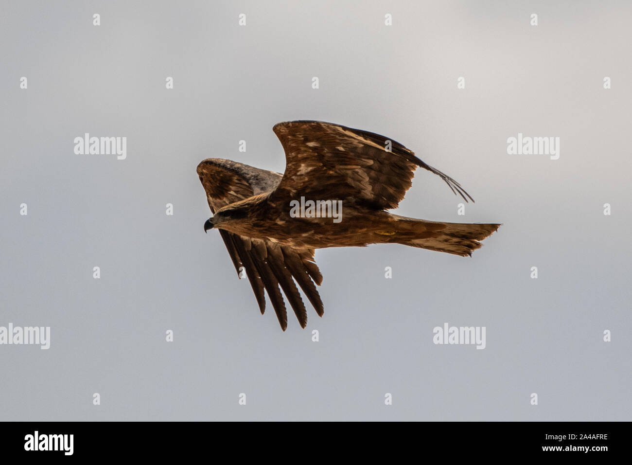 Raptor soaring hi-res stock photography and images - Alamy