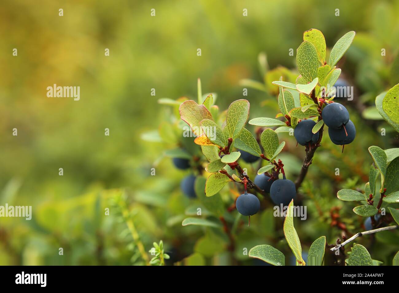 Blue berries vaccinium uliginosum hi-res stock photography and images ...