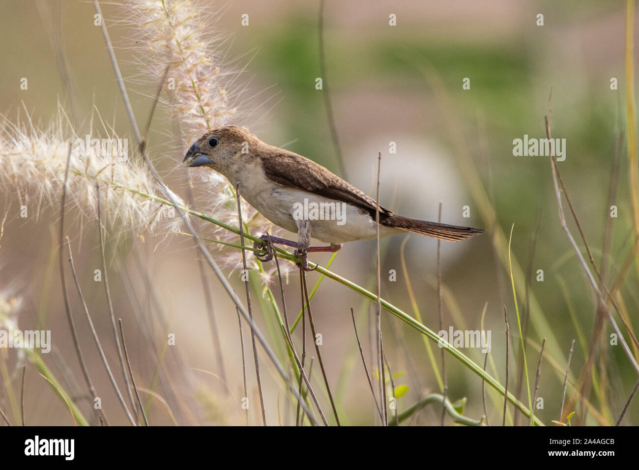 Indian silver bill hi-res stock photography and images - Alamy