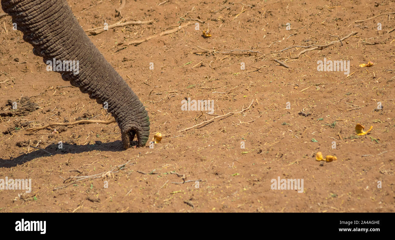 Closeup of the trunk of an African elephant isolated picking up seed ...