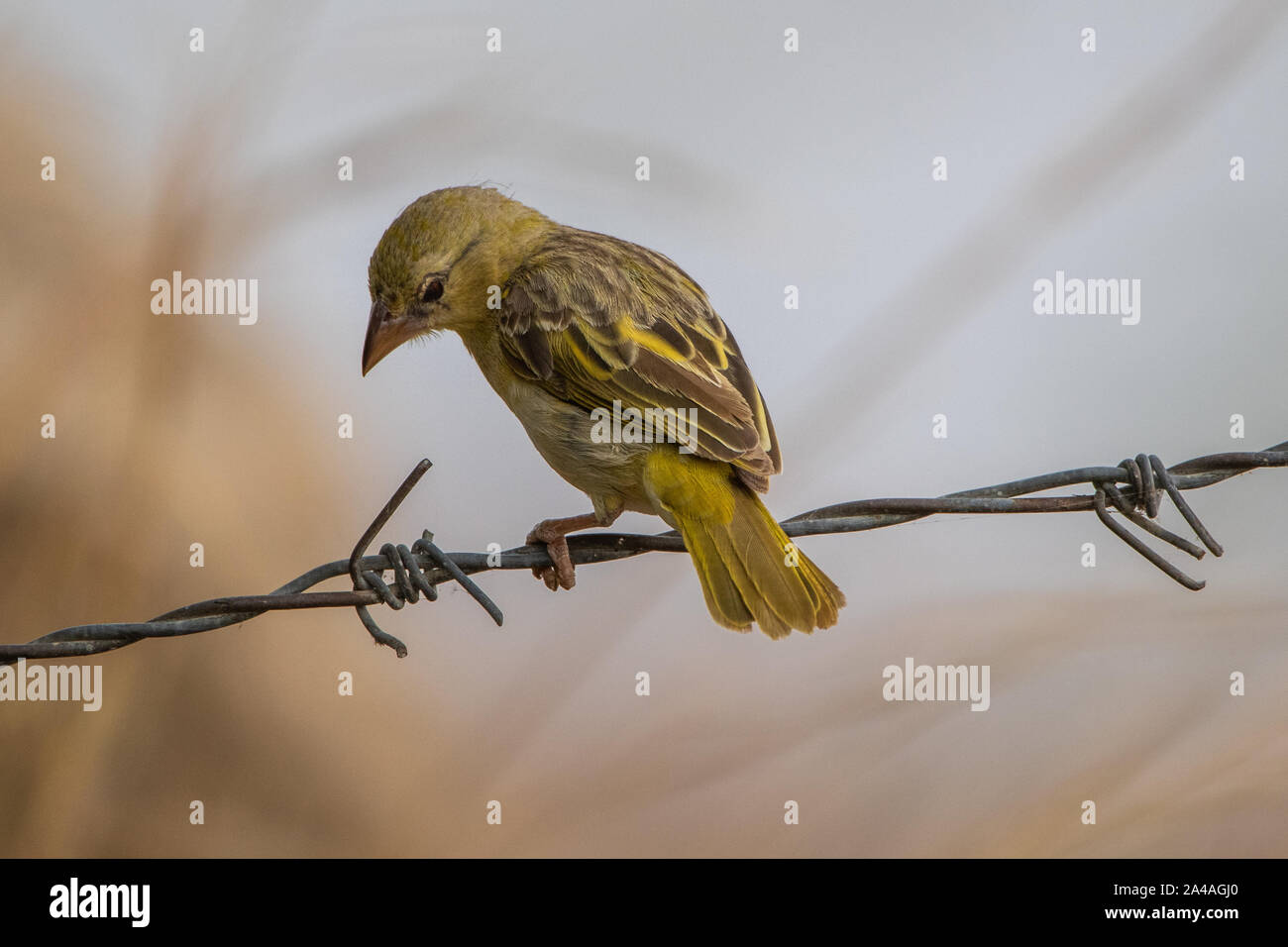 Saudi birdlife hi-res stock photography and images - Alamy