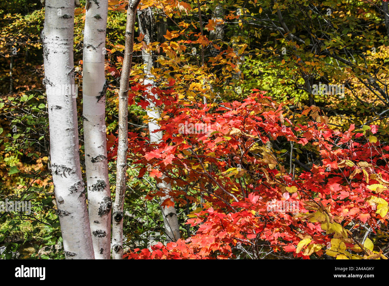 Colorful autumn trees leaves and White birch trees, the White Mountain ...