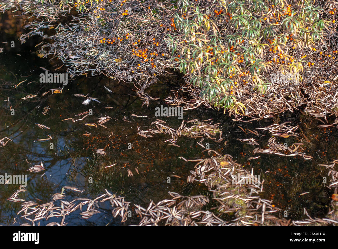 Orange large berries on tree branches above the water with reflection ...