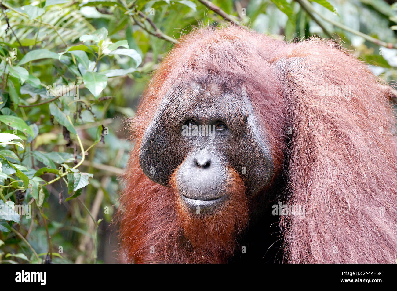 Orangutan (RH), Pongo pygmaeus, Tanjung Puting National Park ...