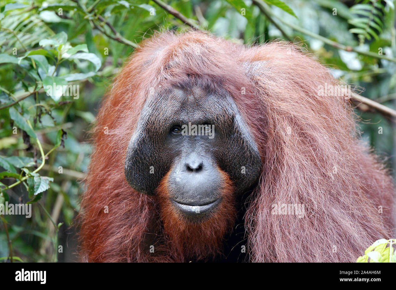 Orangutan (RH), Pongo pygmaeus, Tanjung Puting National Park ...