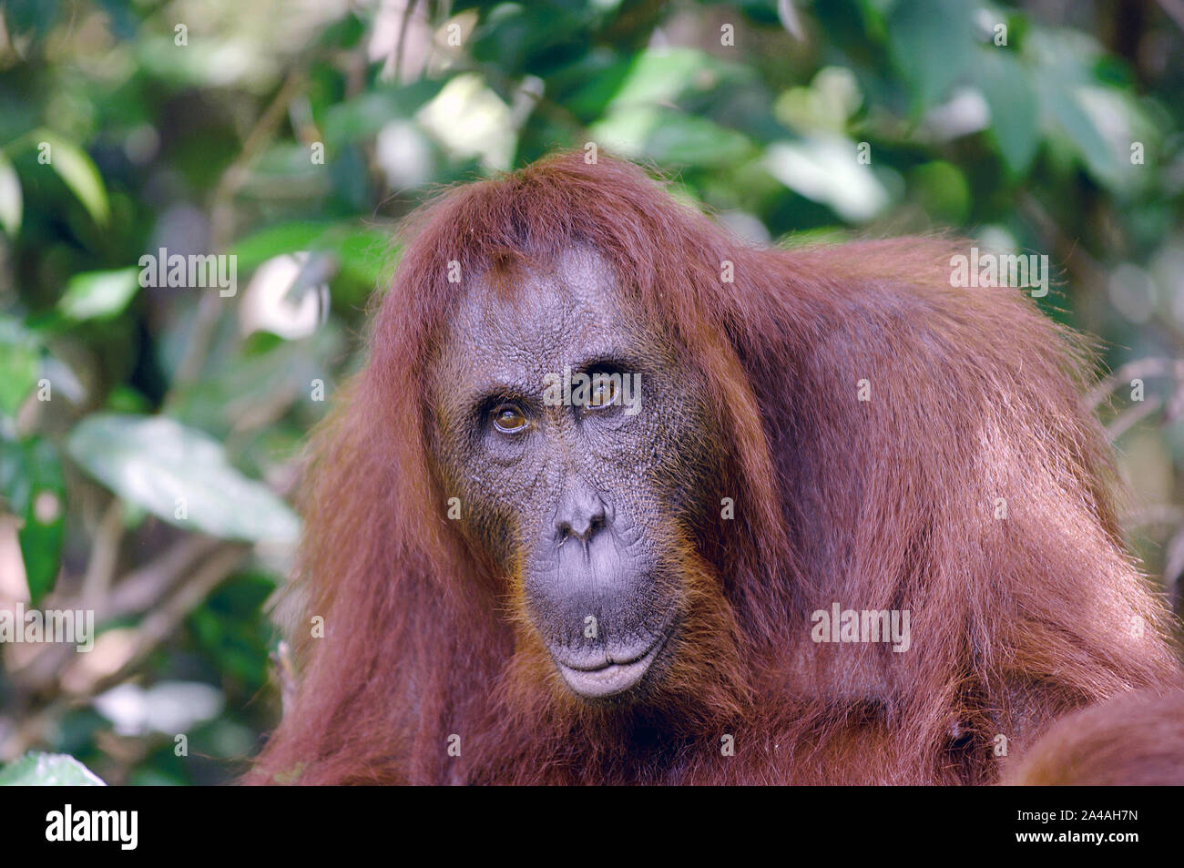 Orangutan (RH), Pongo pygmaeus, Tanjung Puting National Park ...