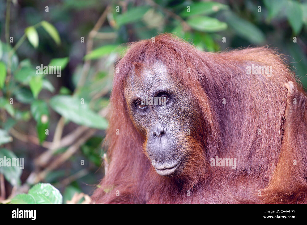 Orangutan (RH), Pongo pygmaeus, Tanjung Puting National Park ...