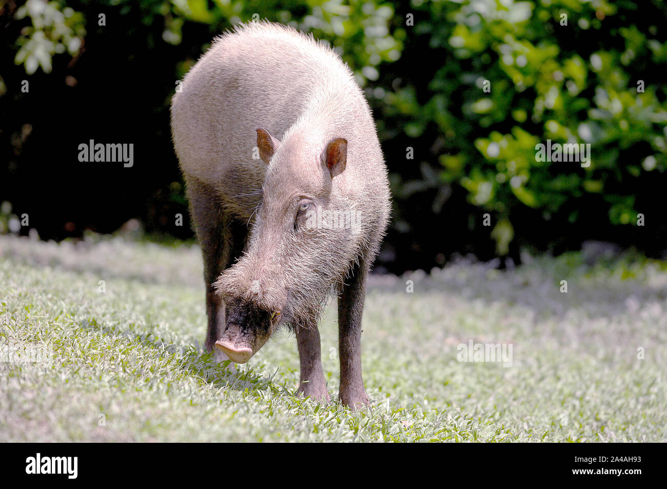 Bearded Pig, Sus barbatus, Tanjung Puting National Park, Indonesia ...