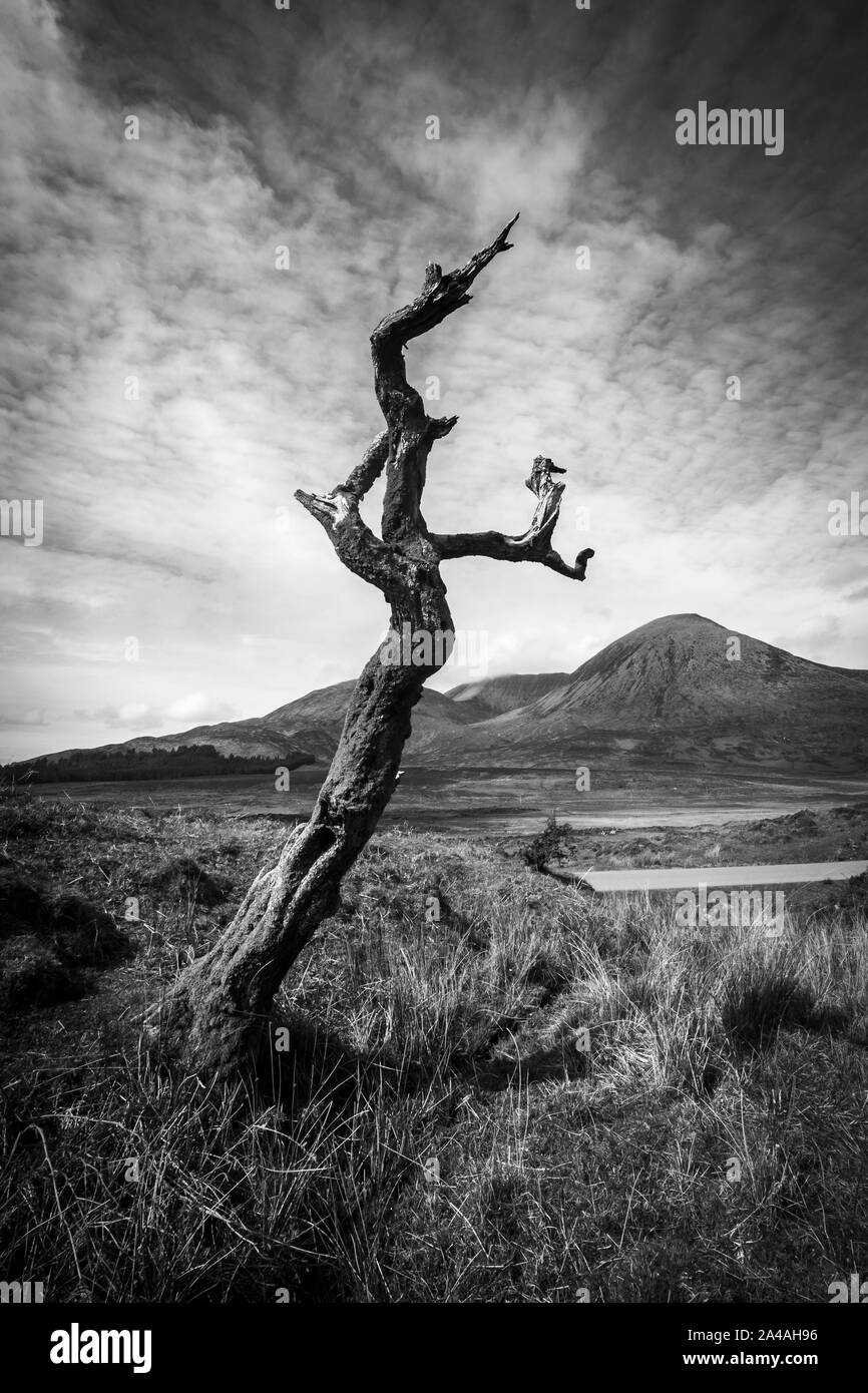 Dead tree skye hi-res stock photography and images - Alamy