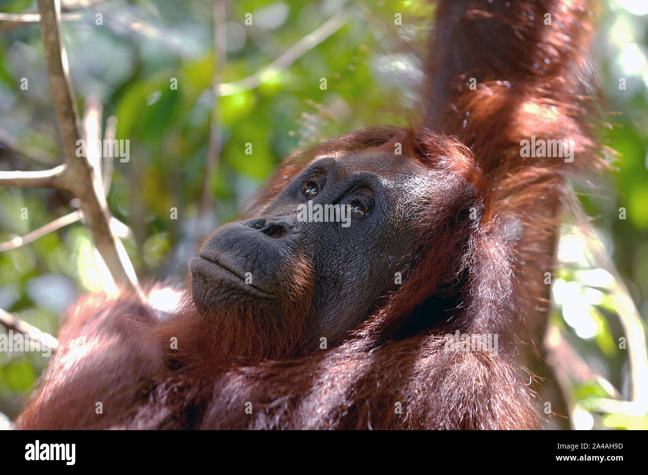 Orangutan (RH), Pongo pygmaeus, Tanjung Puting National Park ...