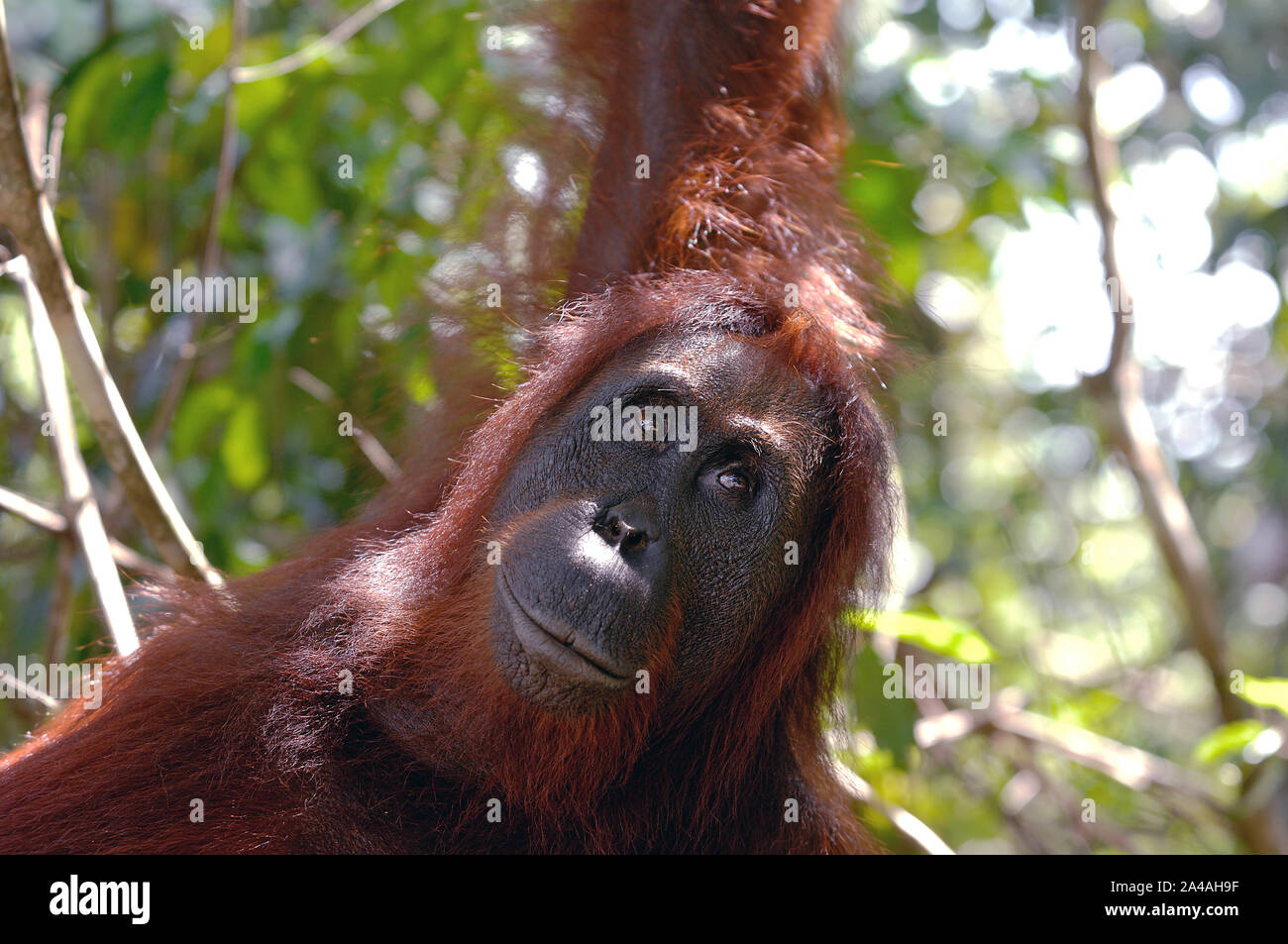 Orangutan (RH), Pongo pygmaeus, Tanjung Puting National Park ...