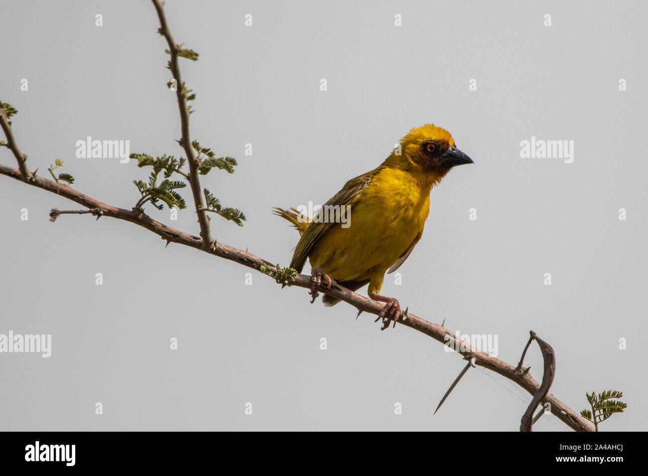 Saudi birdlife hi-res stock photography and images - Alamy