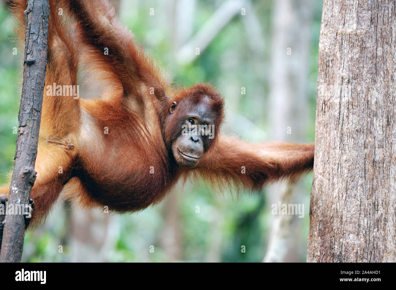 Orangutan (RH), Pongo pygmaeus, Tanjung Puting National Park ...