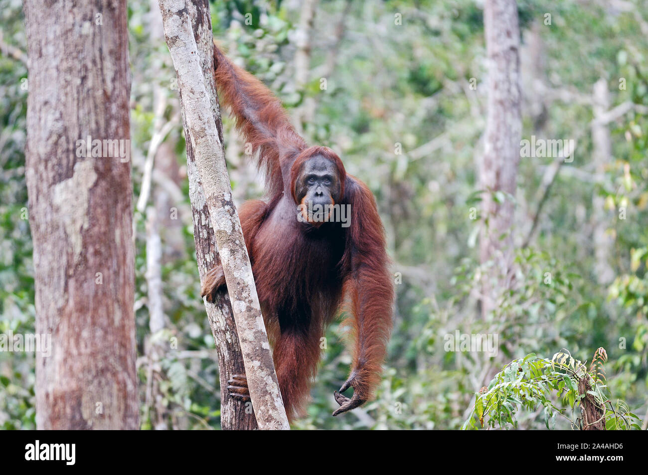 Orangutan (RH), Pongo pygmaeus, Tanjung Puting National Park ...
