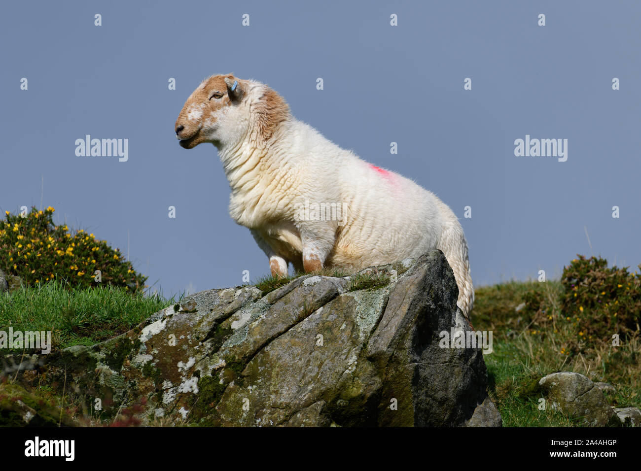 Welsh sheep hi-res stock photography and images - Alamy