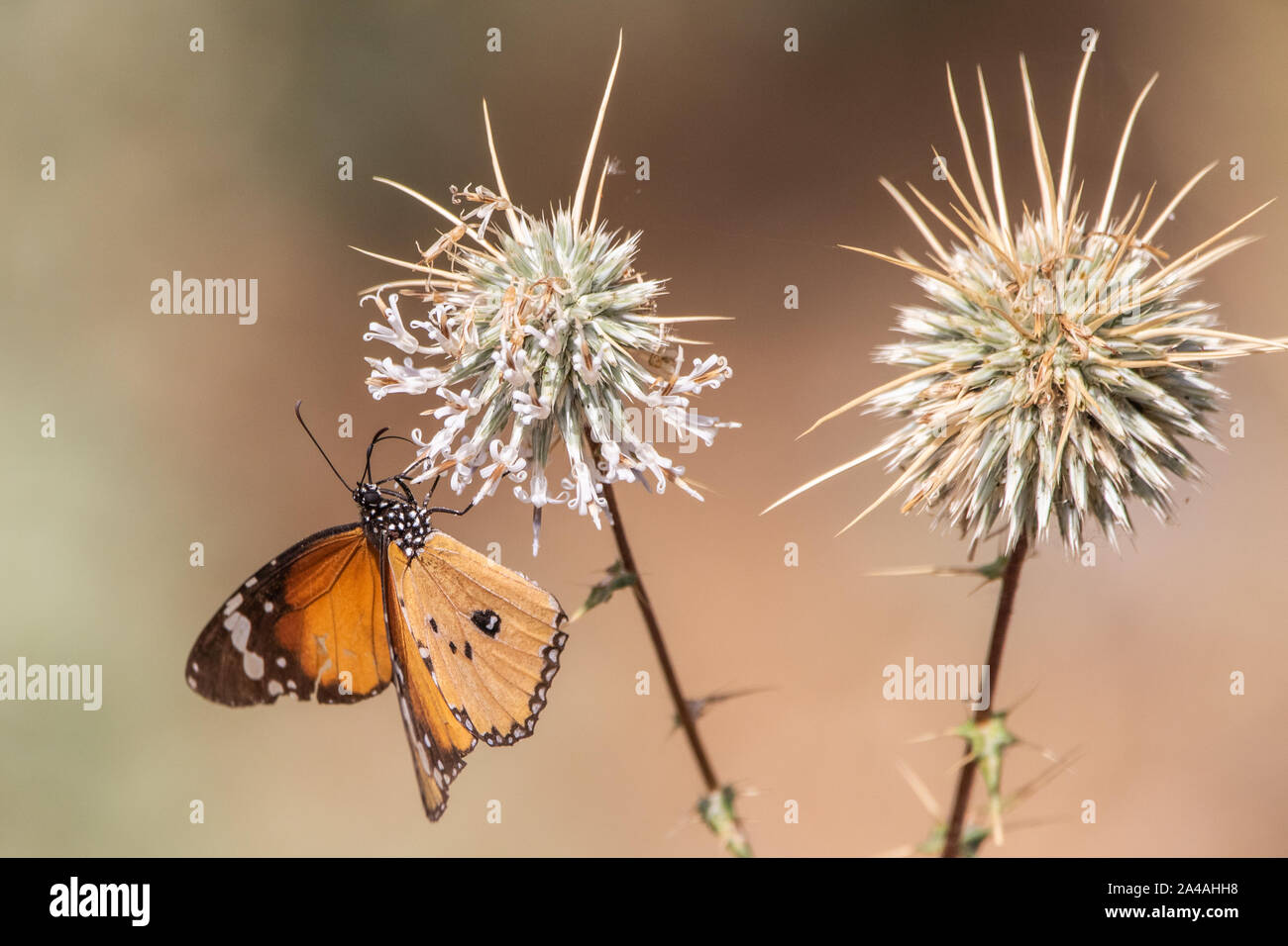 Monarch Butterfly In Saudi Arabia Stock Photo - Alamy