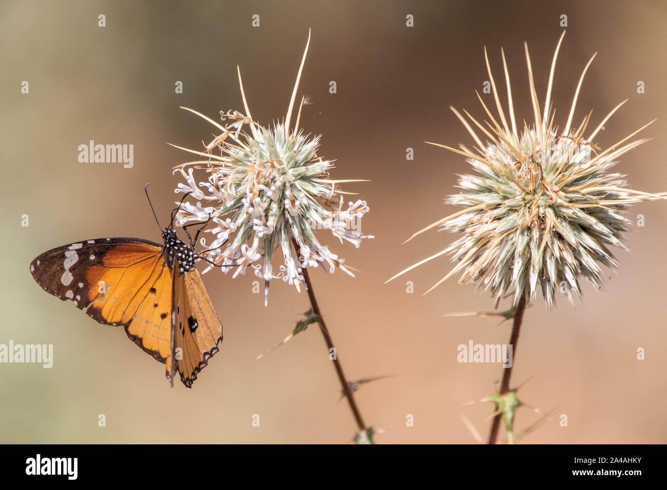 Monarch Butterfly In Saudi Arabia Stock Photo - Alamy