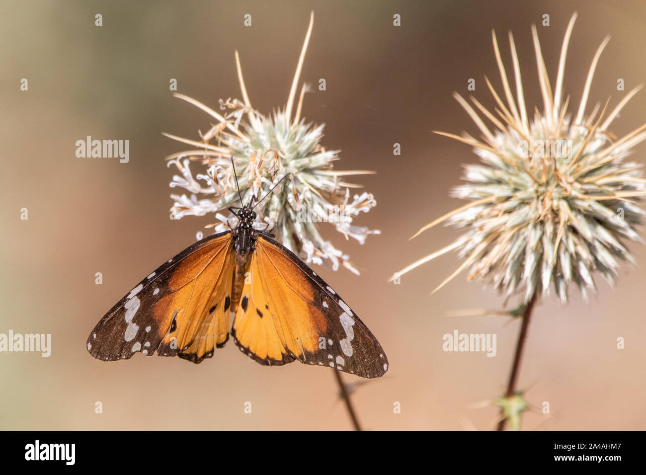 Monarch Butterfly In Saudi Arabia Stock Photo - Alamy