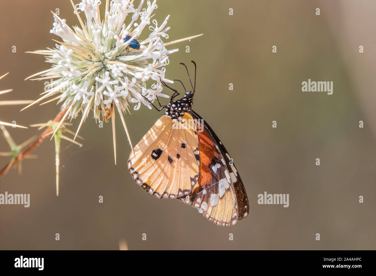 Monarch Butterfly In Saudi Arabia Stock Photo - Alamy