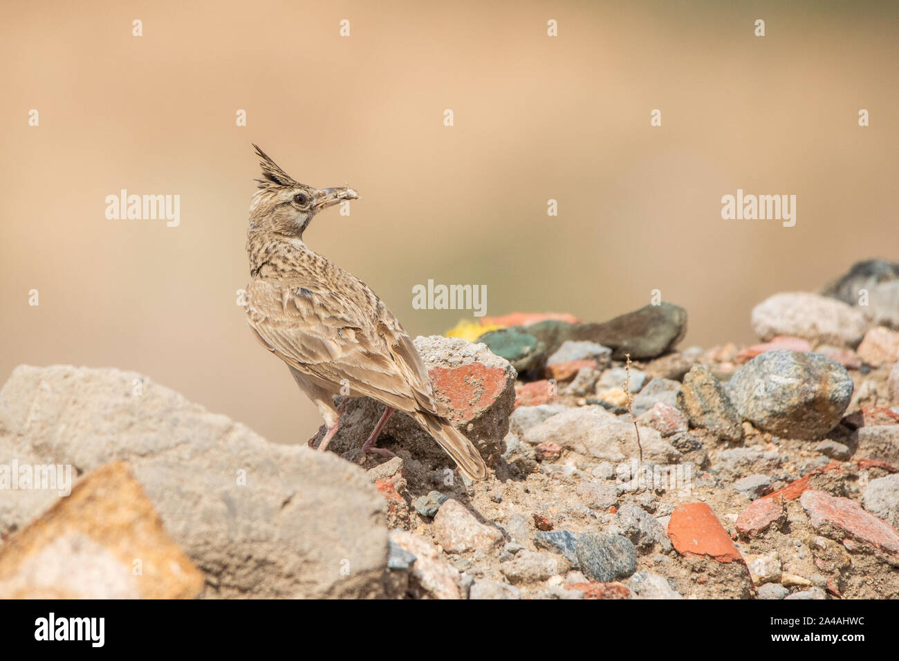 Lark asia hi-res stock photography and images - Alamy