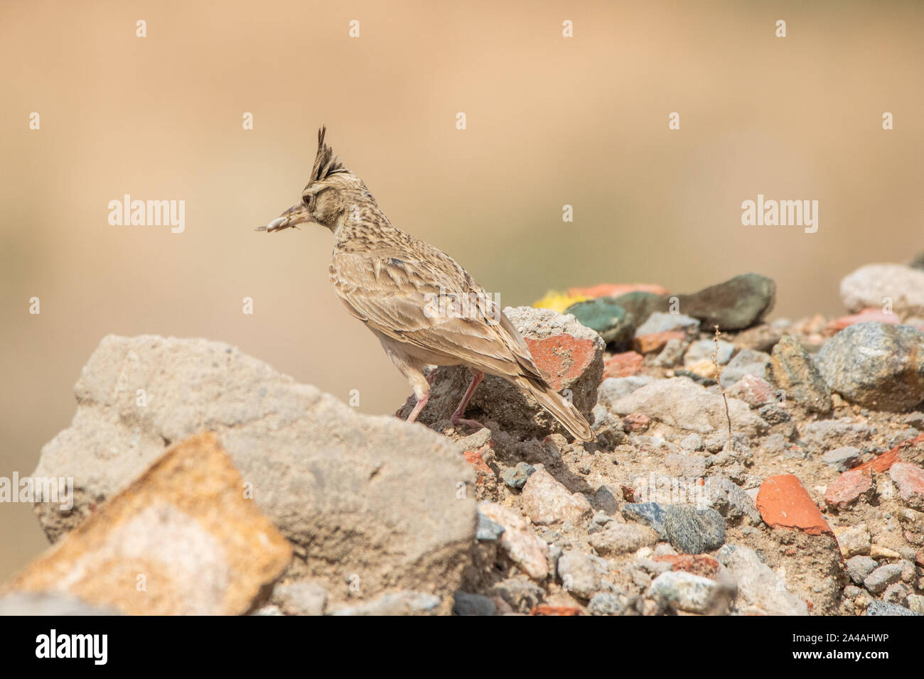 Wild lark hi-res stock photography and images - Alamy
