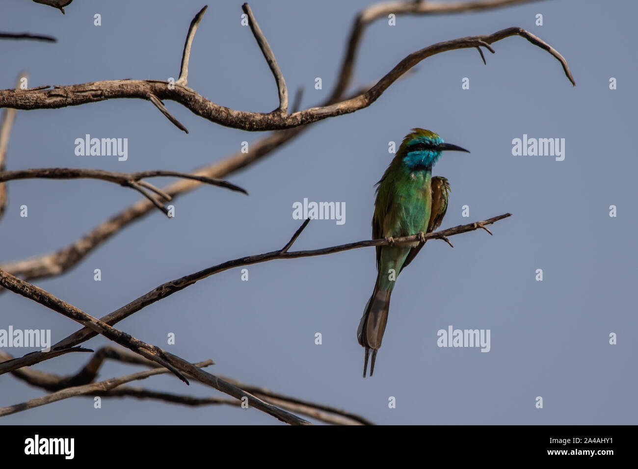 Bee eaters of thailand hi-res stock photography and images - Alamy