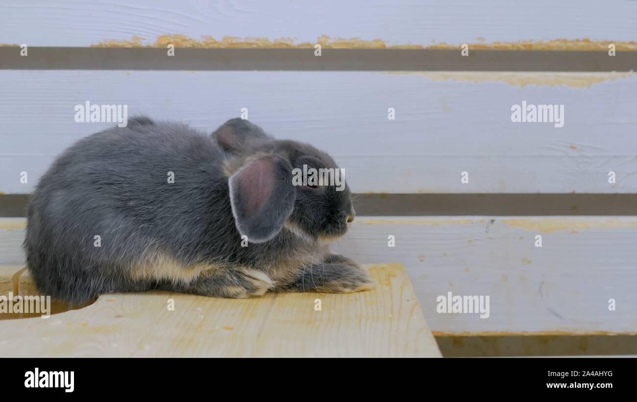Cute gray rabbit Stock Photo - Alamy