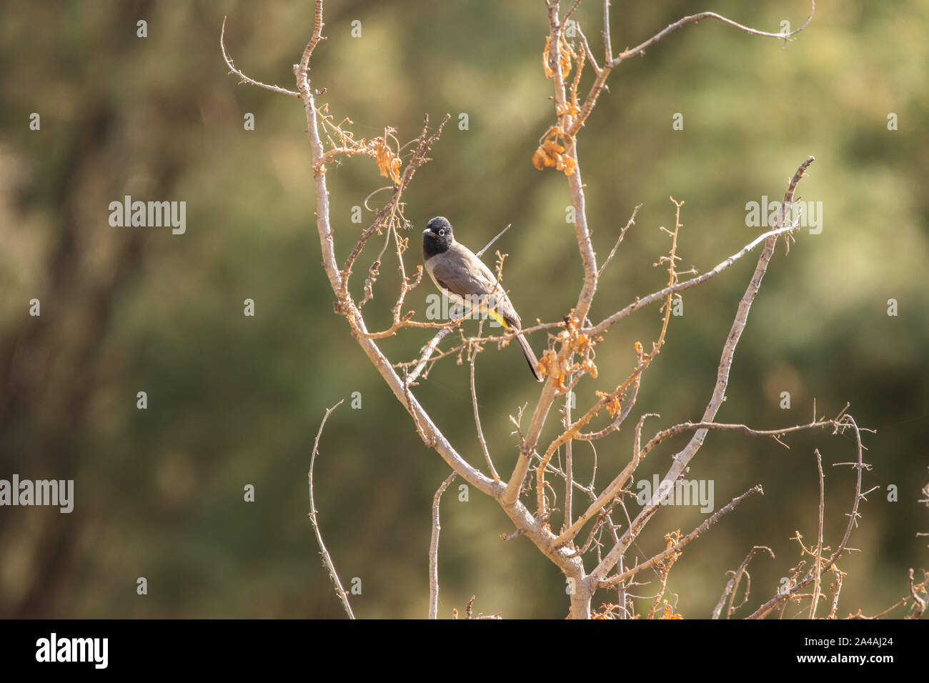 Beautiful bulbul birds hi-res stock photography and images - Alamy