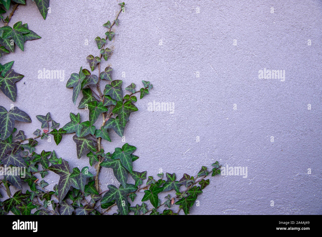 Ivy wall. Ivy on wall green leaves texture Stock Photo - Alamy