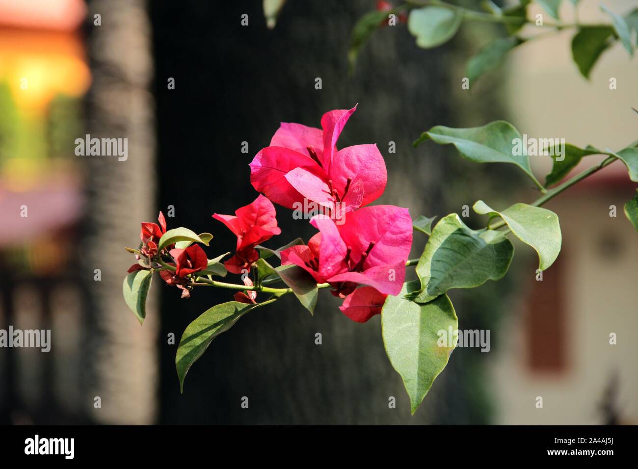 Buganvilla spectabilis hi-res stock photography and images - Alamy