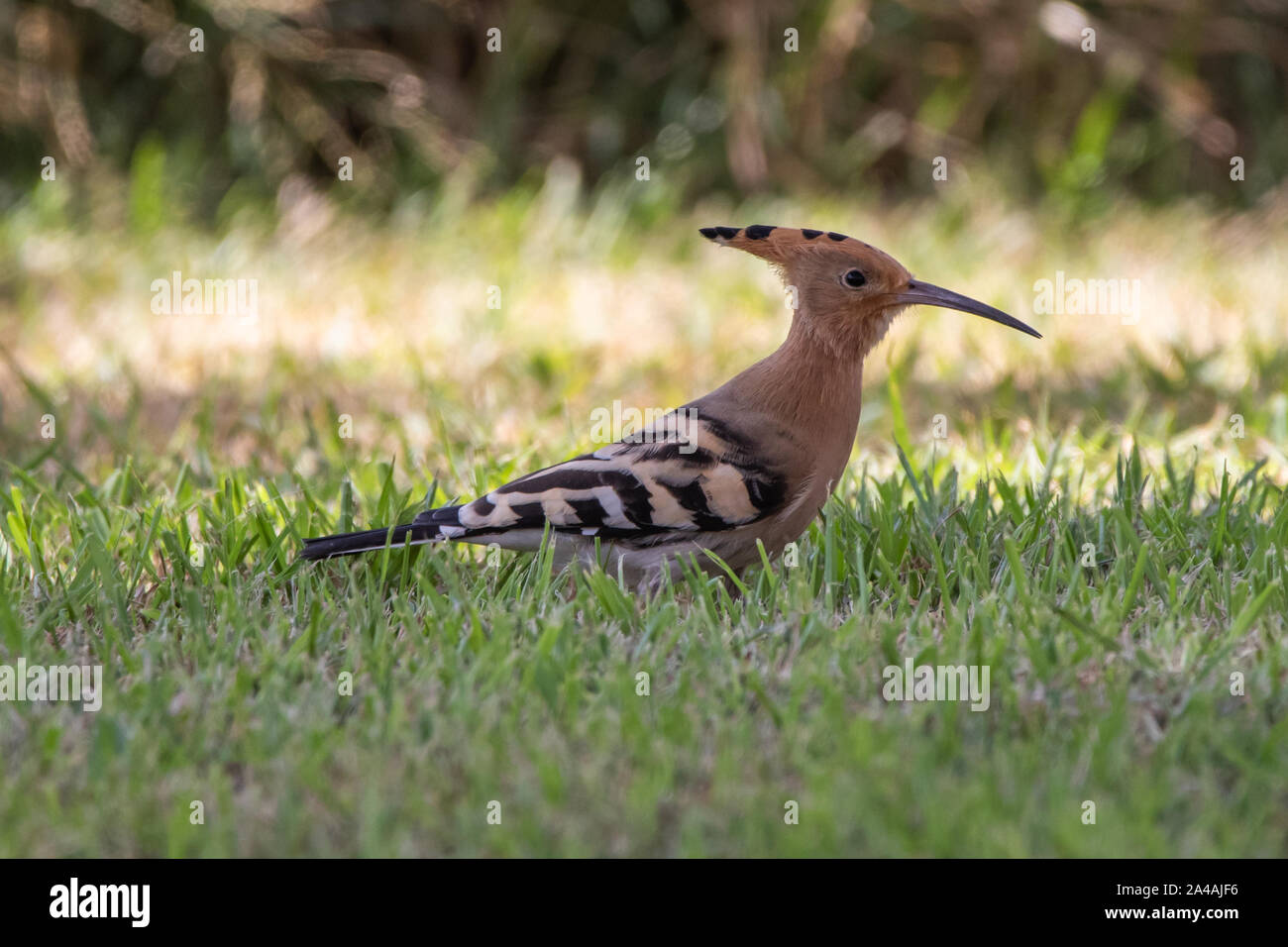 Cute hoopoe hi-res stock photography and images - Alamy