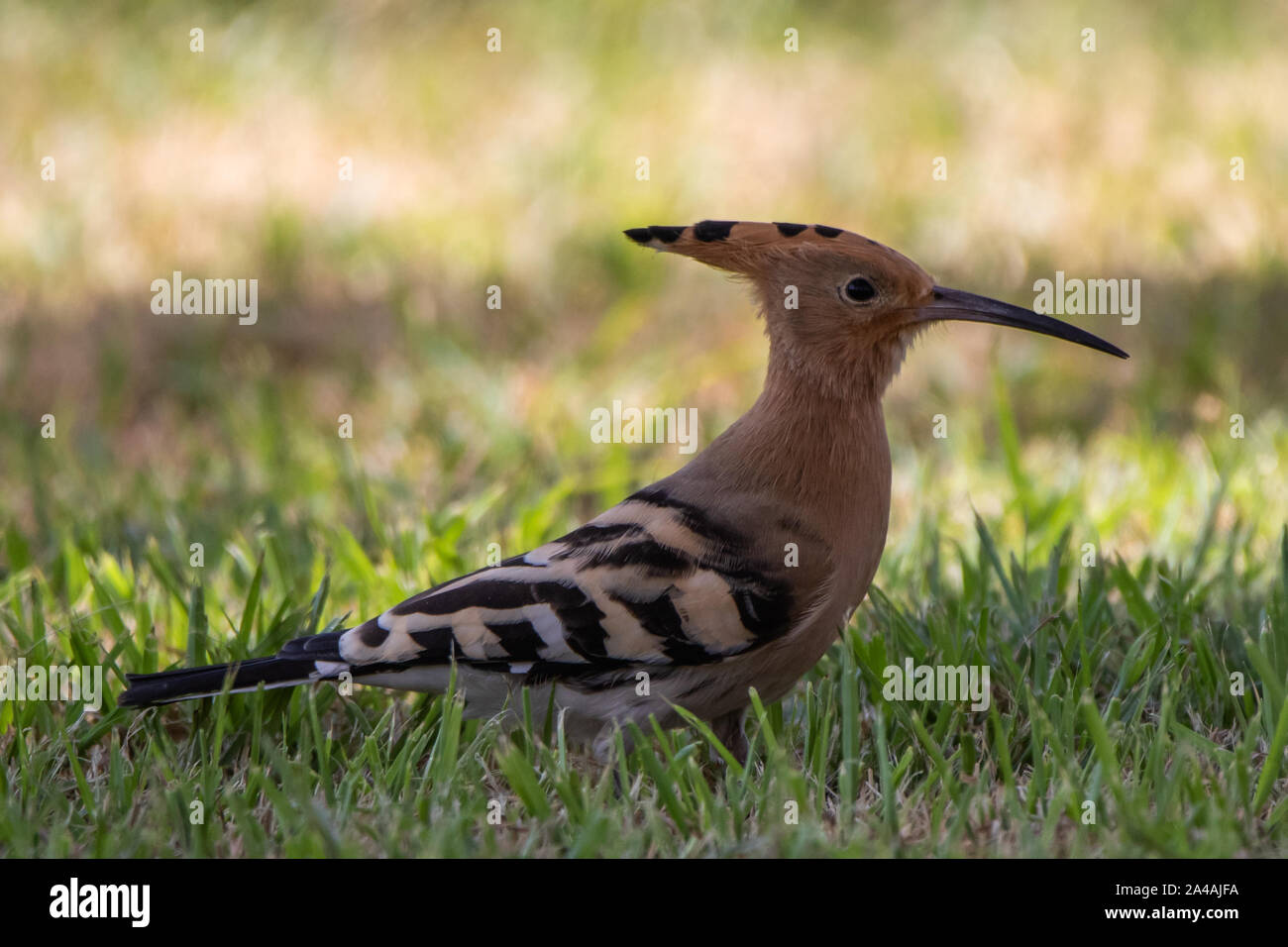 Asian hoopoe hi-res stock photography and images - Alamy