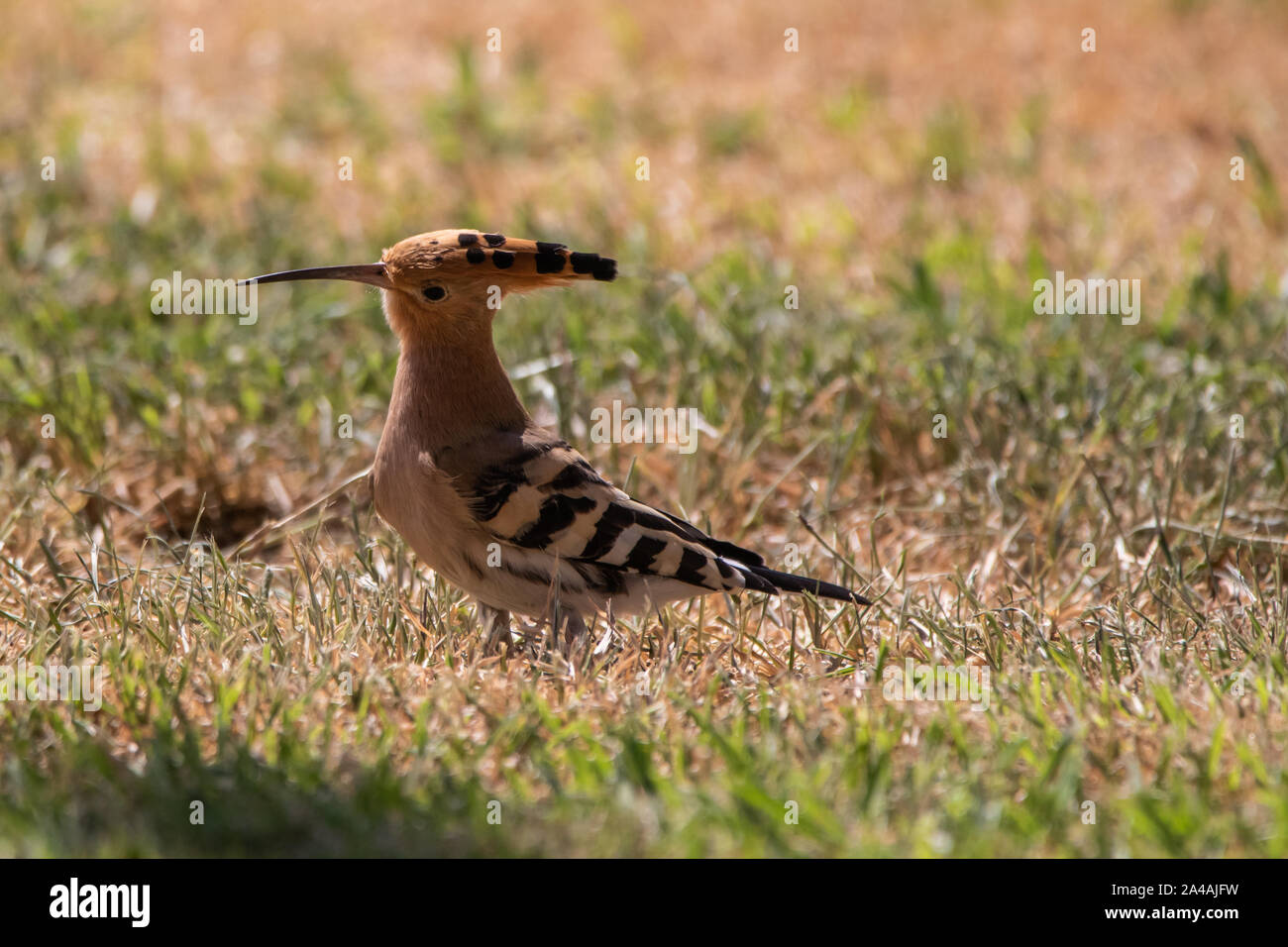 Cute hoopoe hi-res stock photography and images - Alamy