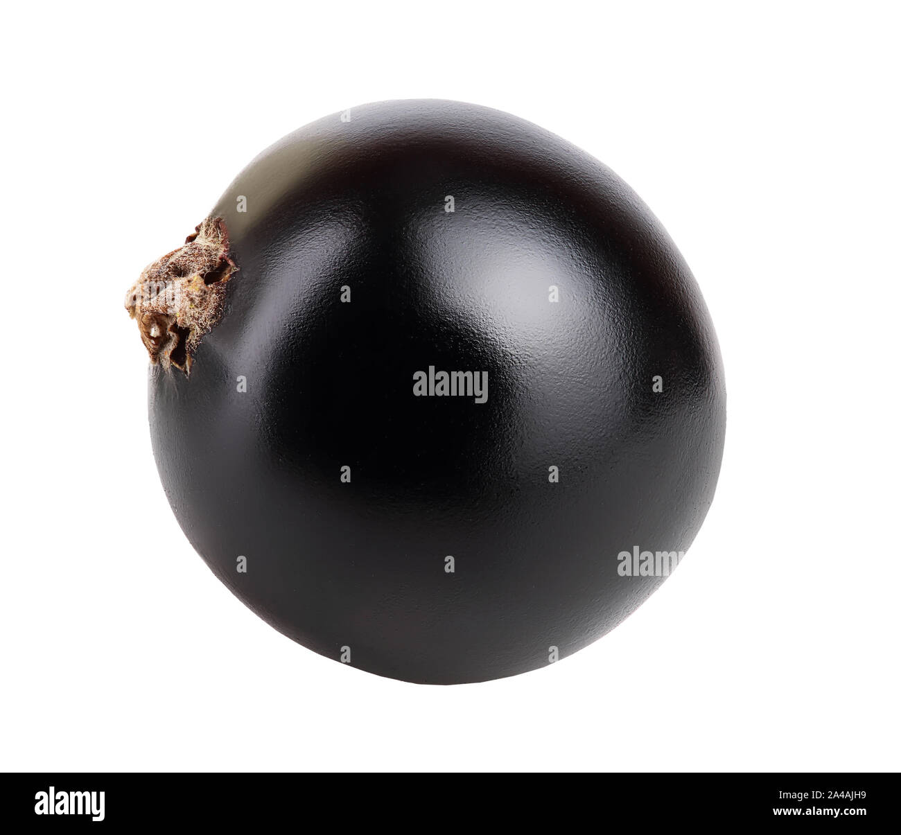 One black currant isolated on white background Stock Photo - Alamy