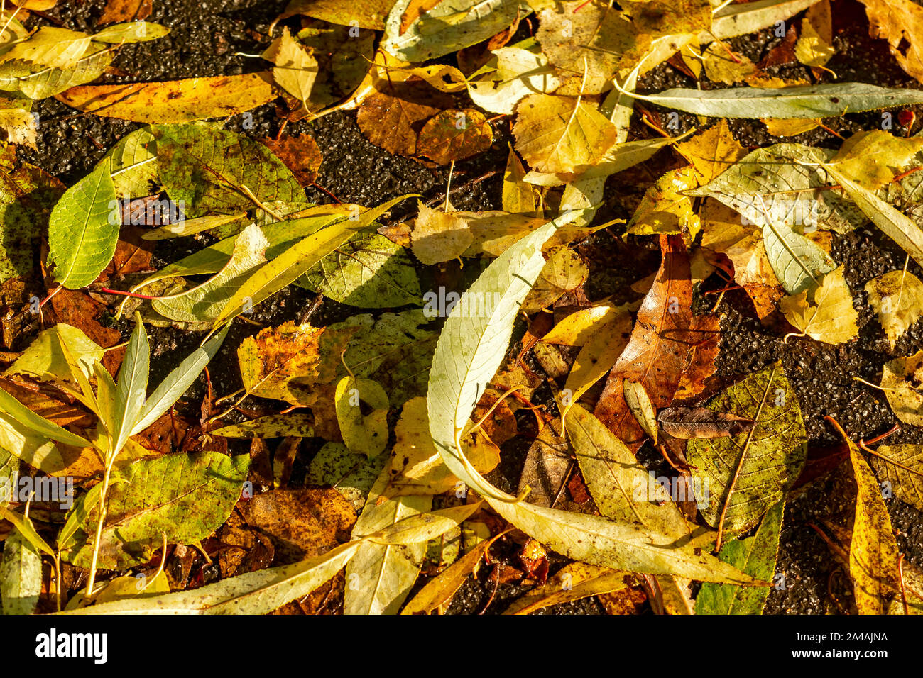 Texture of fallen leaves of different tree species on the ground Stock ...
