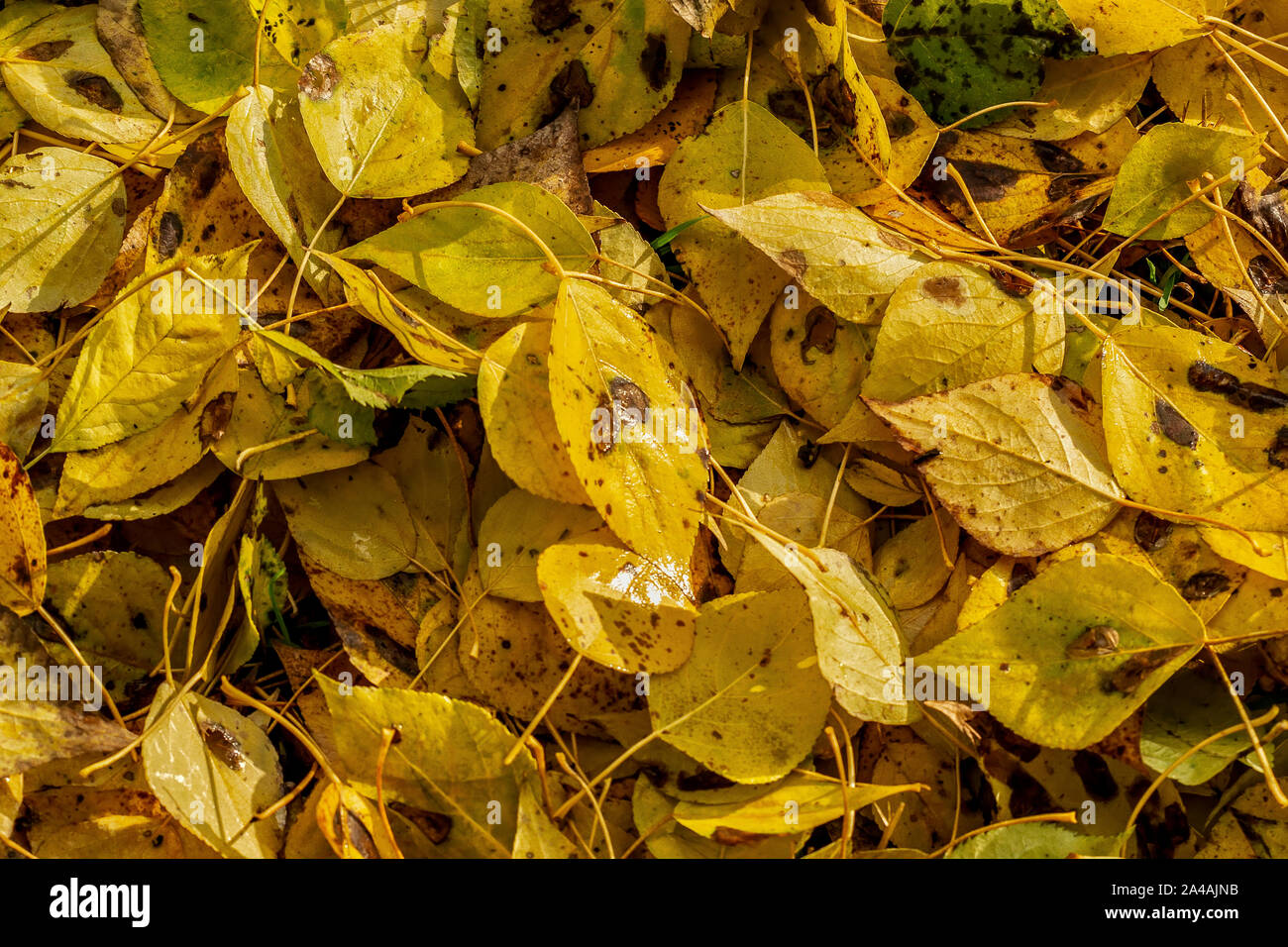 Texture of fallen leaves of different tree species on the ground Stock ...