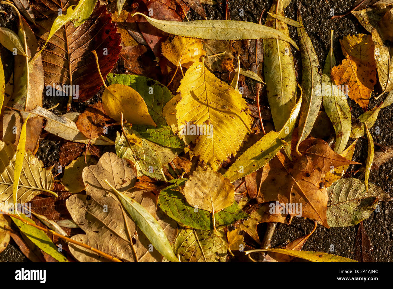 Texture of fallen leaves of different tree species on the ground Stock ...