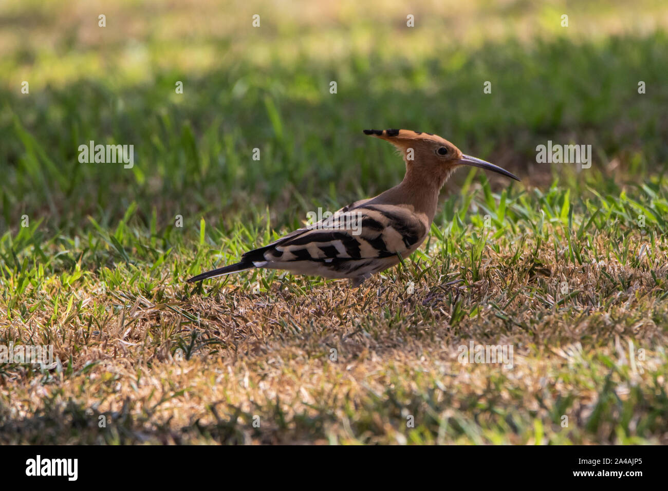 Hoopoe birds hi-res stock photography and images - Alamy