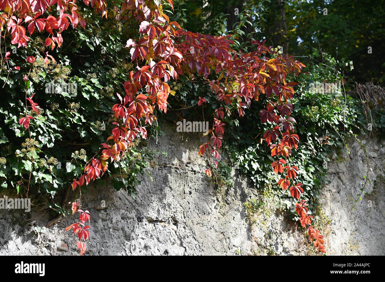 Ivy hedera helix green ripple hi-res stock photography and images - Alamy